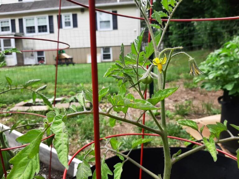 2021: Tiny Tomatoes! – Grow All I Can
