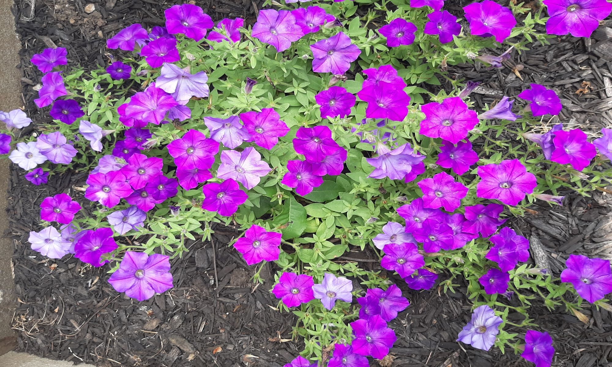 Soil Fertility Surprise Grow All I Can Soil Fertility Surprise Grow All I Can